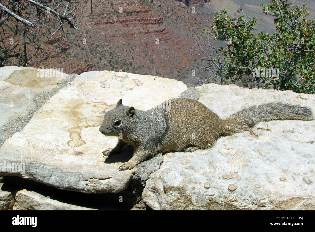 Squirrel in Grand Canyon National Park Stock Photo - Alamy