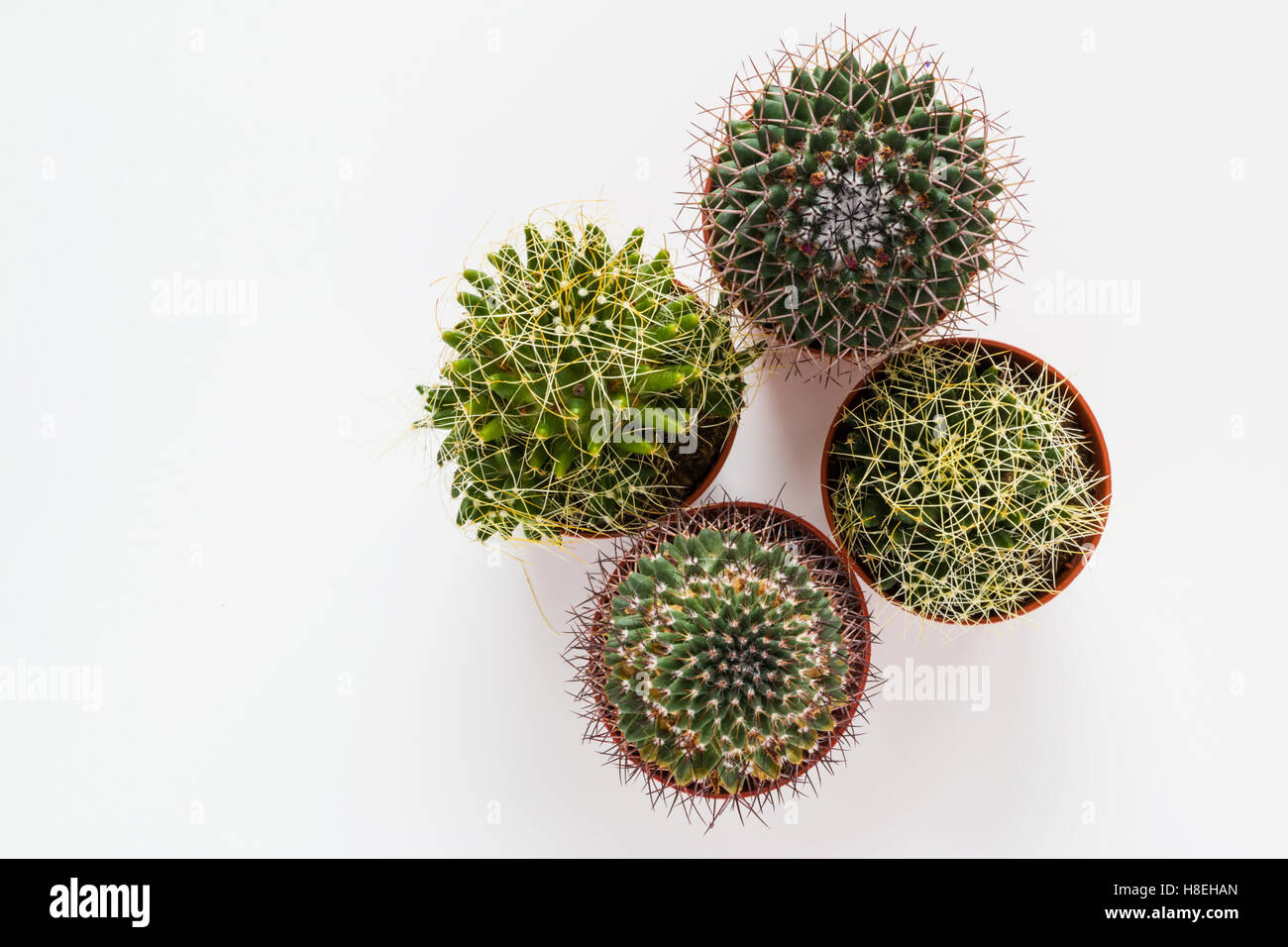 Small cacti on white table, top view Stock Photo - Alamy