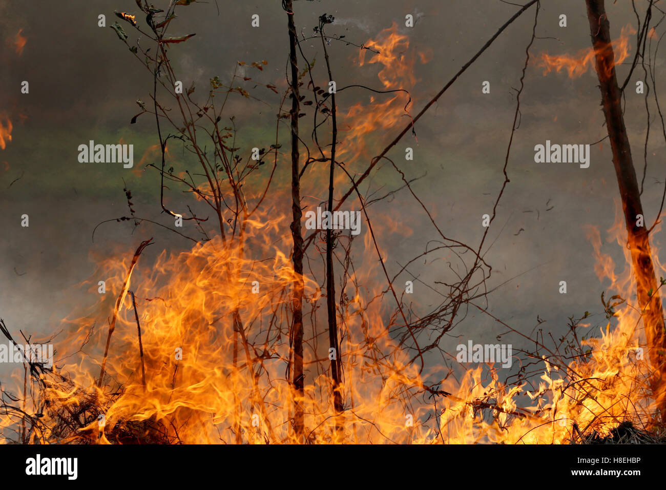 Summer wildfires burning in the Forest at rural area of Khon Kaen ...
