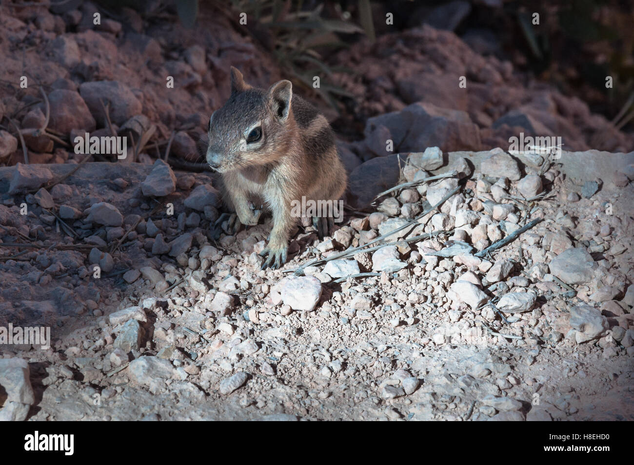 Chipmunk tail hi-res stock photography and images - Alamy