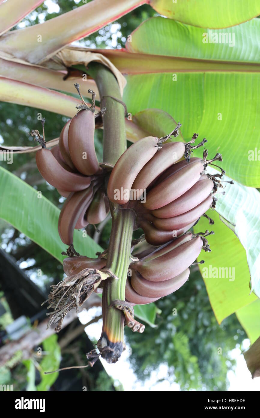 Raw Musa banana of tropical fruit (Nark banana) on tree in the Orchards ...