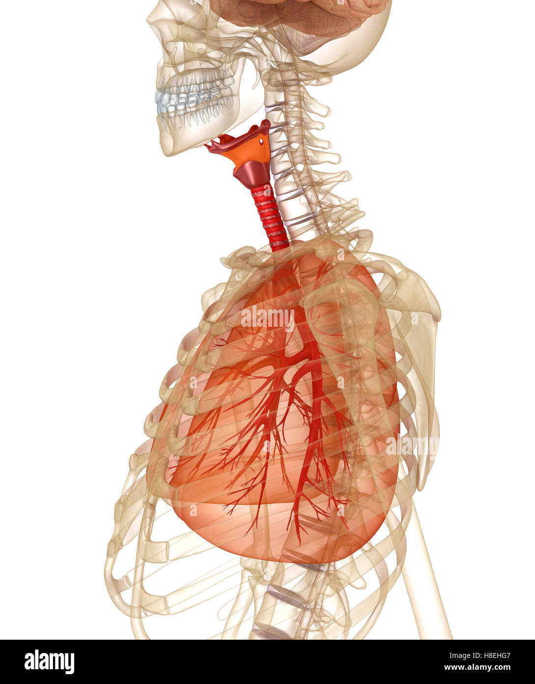 Human lungs, trachea and skeleton. Medically accurate 3D illustration ...
