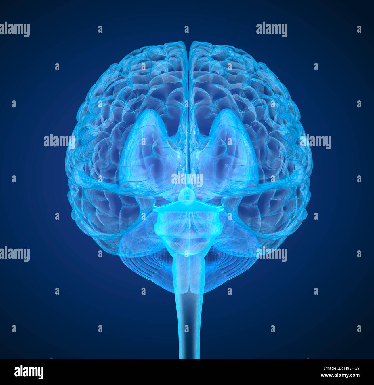 Human brain X-ray scan , Medically accurate 3D illustration Stock Photo ...