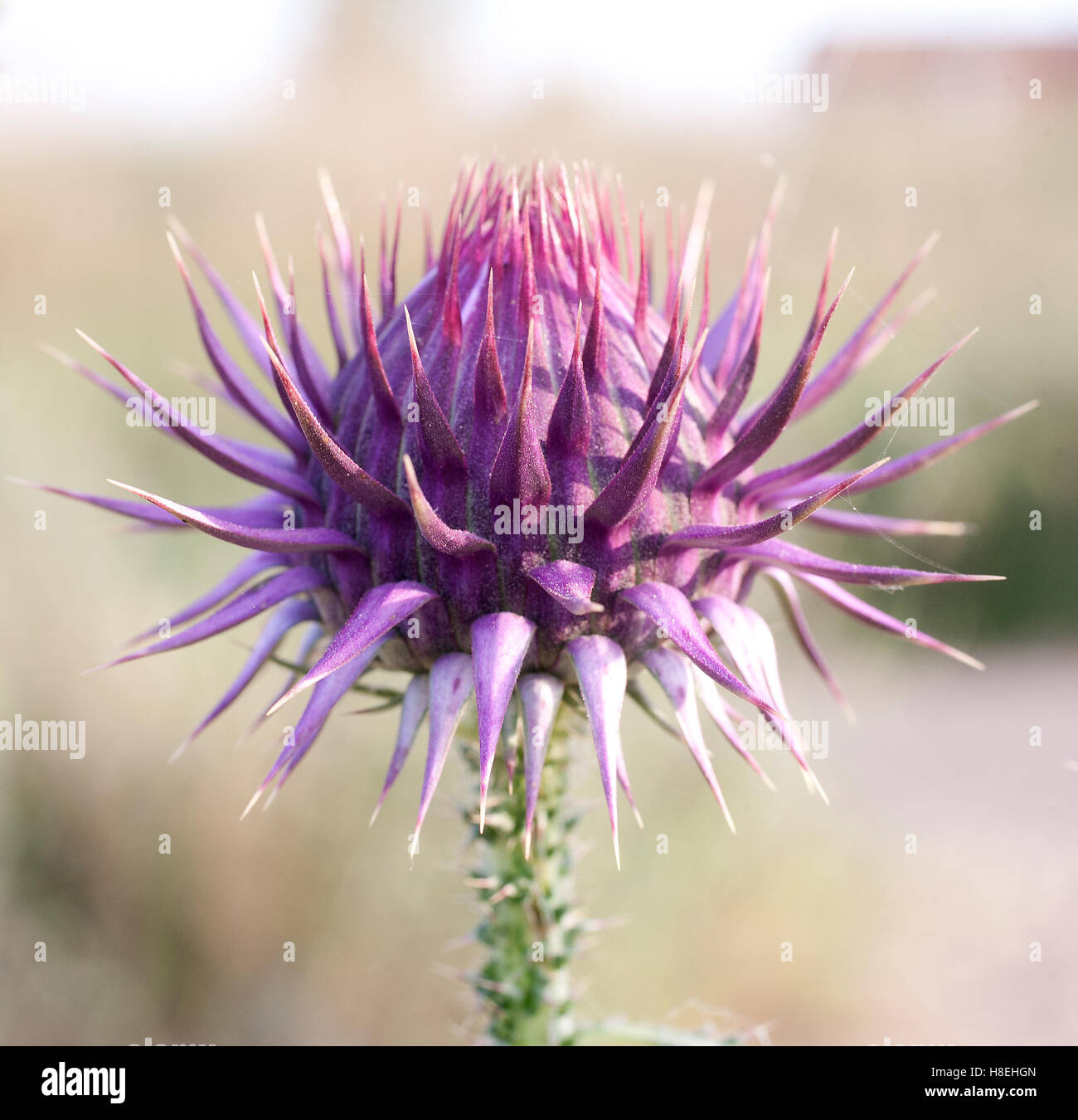 A spiky thistle bud of Holy Thistle or Milk Thistle, (Silybum marianum ...