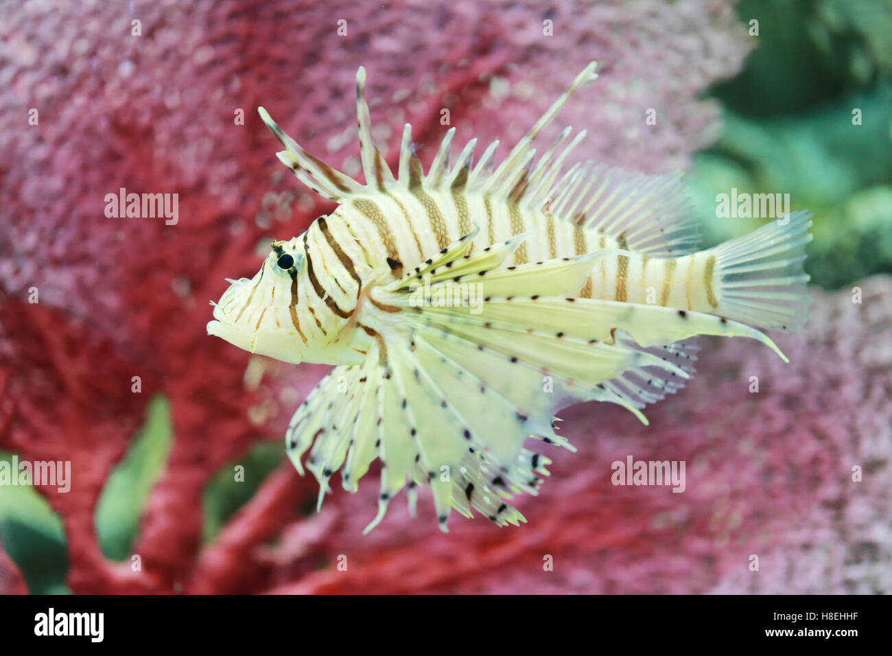 Tropical Devil firefish or Lionfish the name common are swimming in ...