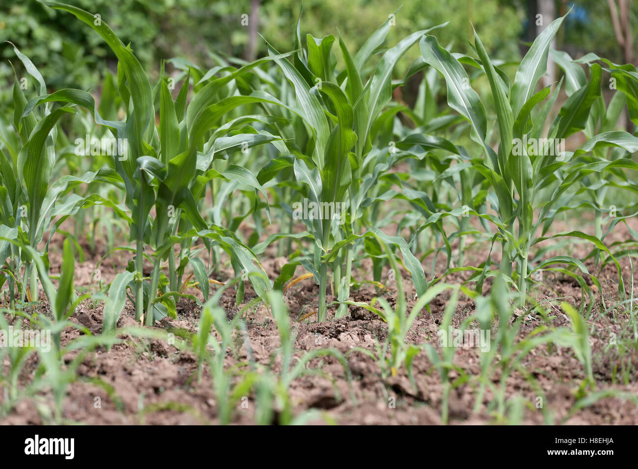 Seedlings of corn in farming area for concept of agriculture and ...