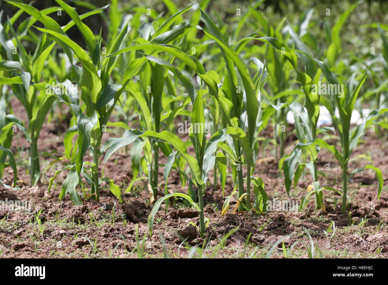 Seedlings of corn in farming area for concept of agriculture and ...