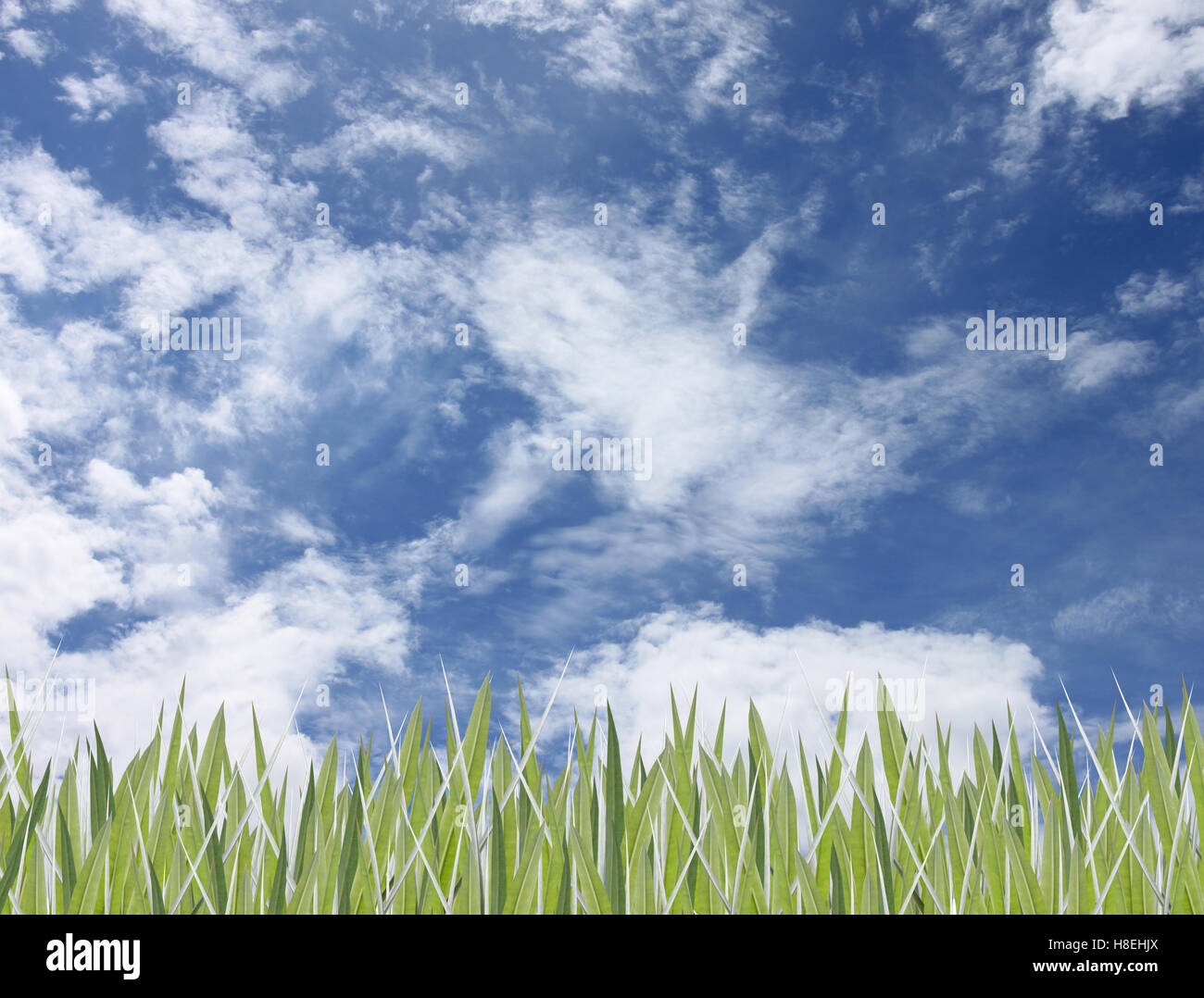 Green leaves of grass and have sky for design nature background Stock ...