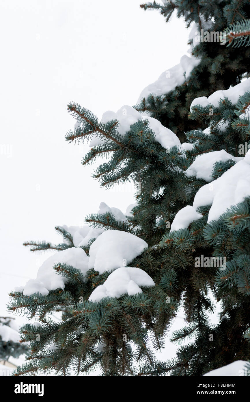 Blue spruce branch on white hi-res stock photography and images - Alamy