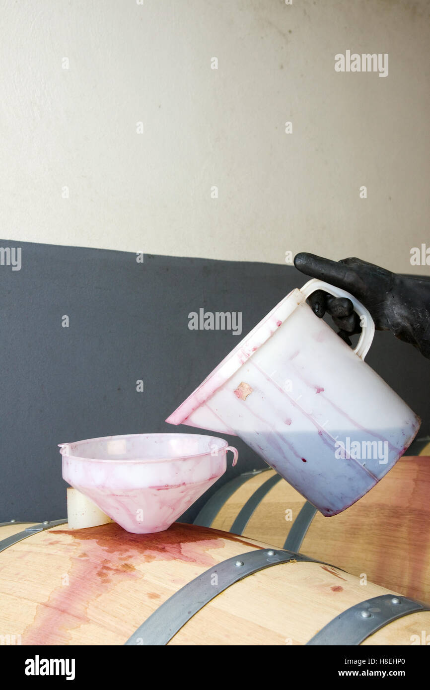 enologist working in a wine cellar Stock Photo - Alamy