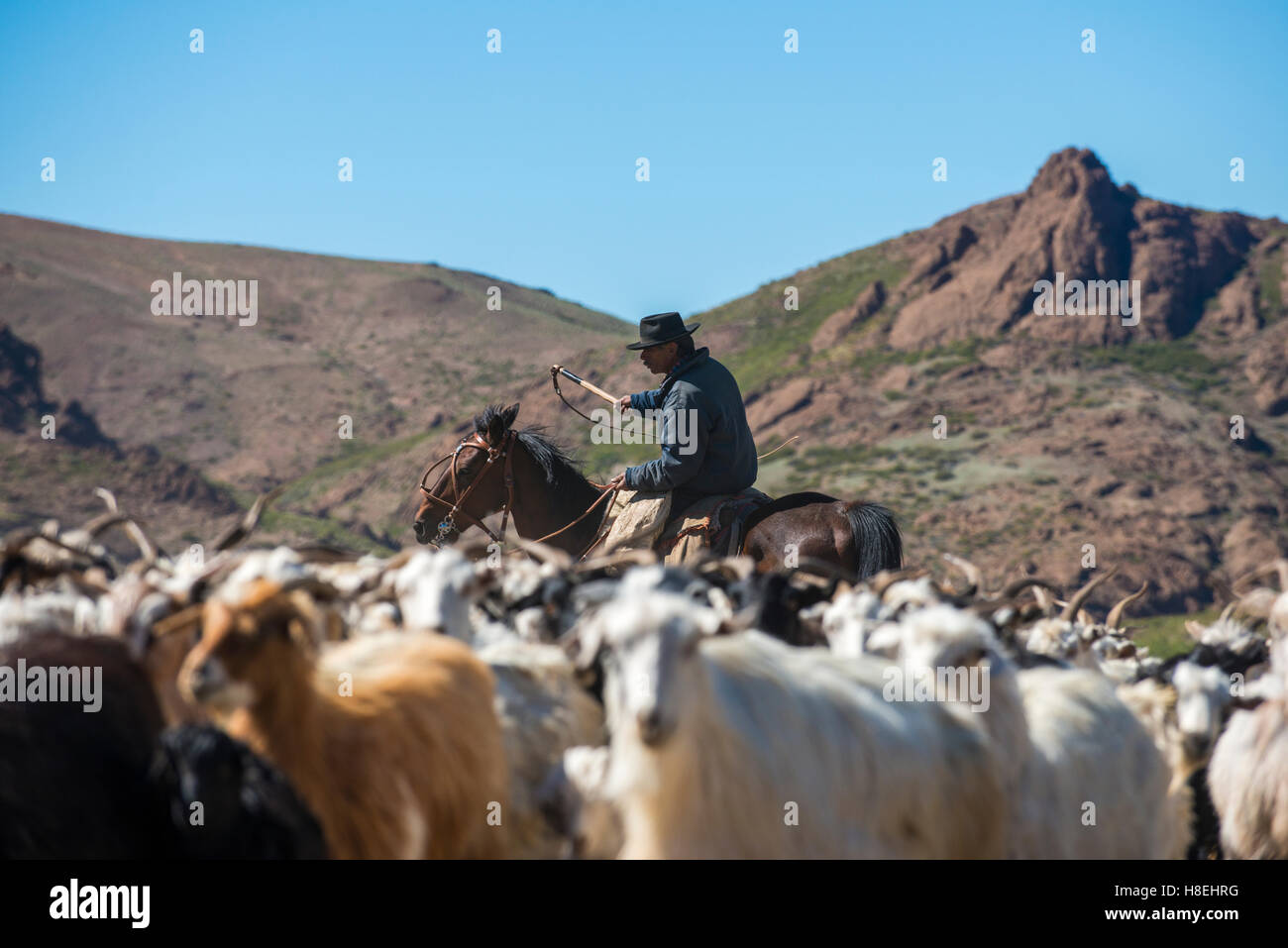 Gaucho on horseback herding goats along Route 40, Argentina, South ...