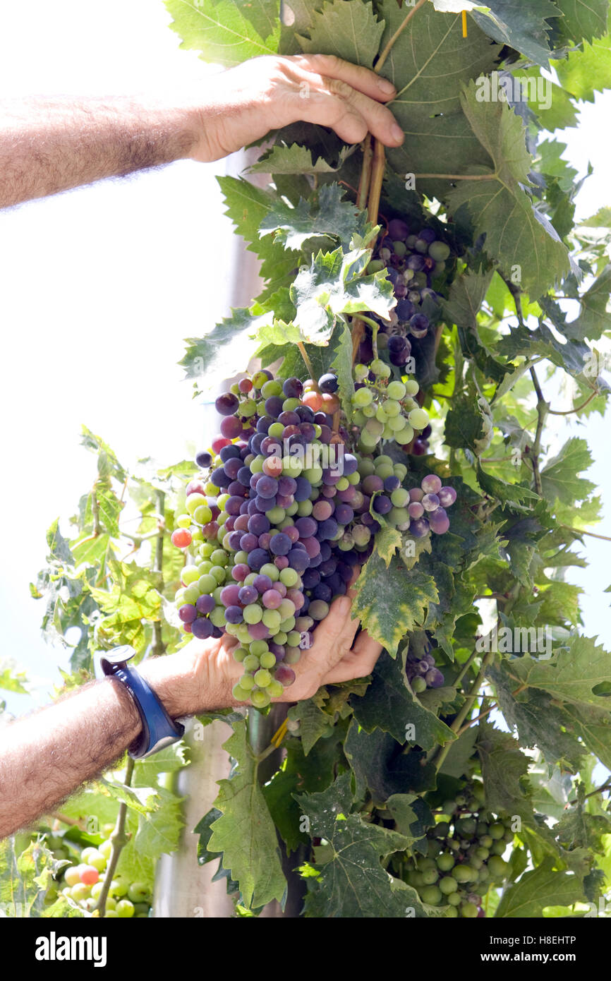farmer cutting the grapes during the harvesting time Stock Photo - Alamy