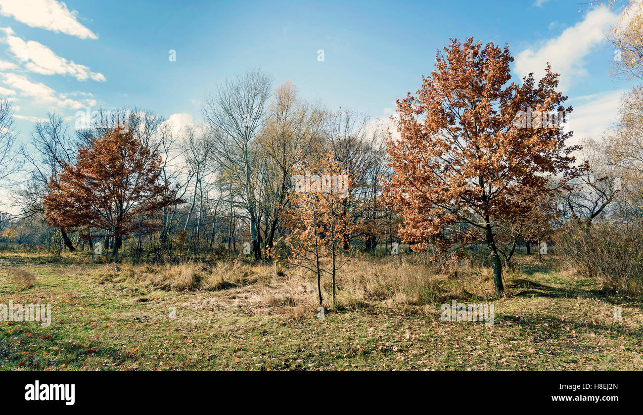 Young little orange oak trees in the meadow close to the Dnieper river ...