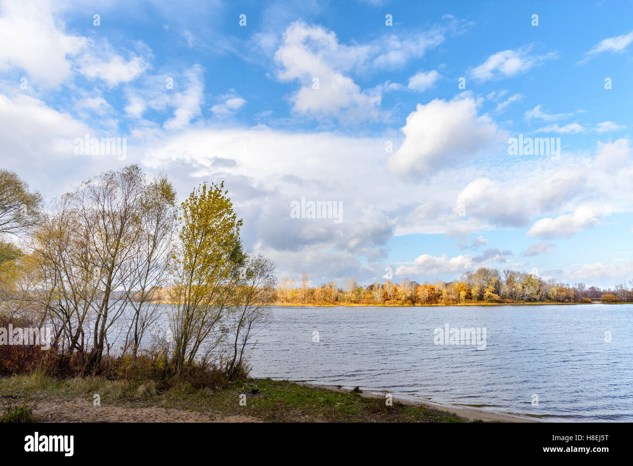 Poplar and willow trees close to the Dnieper river in Kiev, Ukraine, at ...