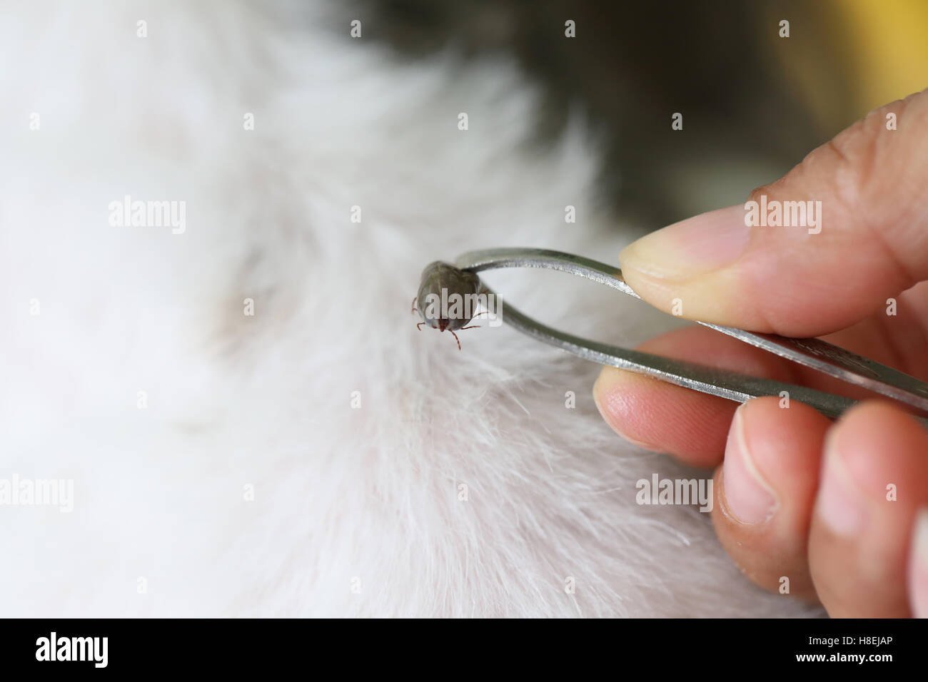 Big Ticks of a dog in cleaning,tweezers to clamp a big tick dog Stock ...