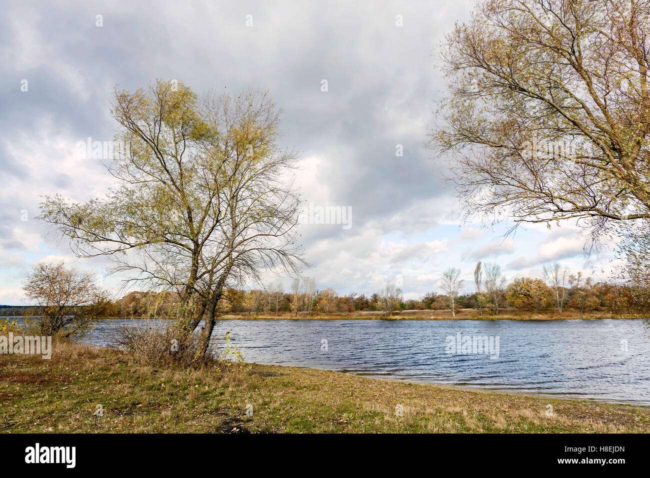 Willow trees in the meadow close to the Dnieper river in Kiev, Ukraine ...