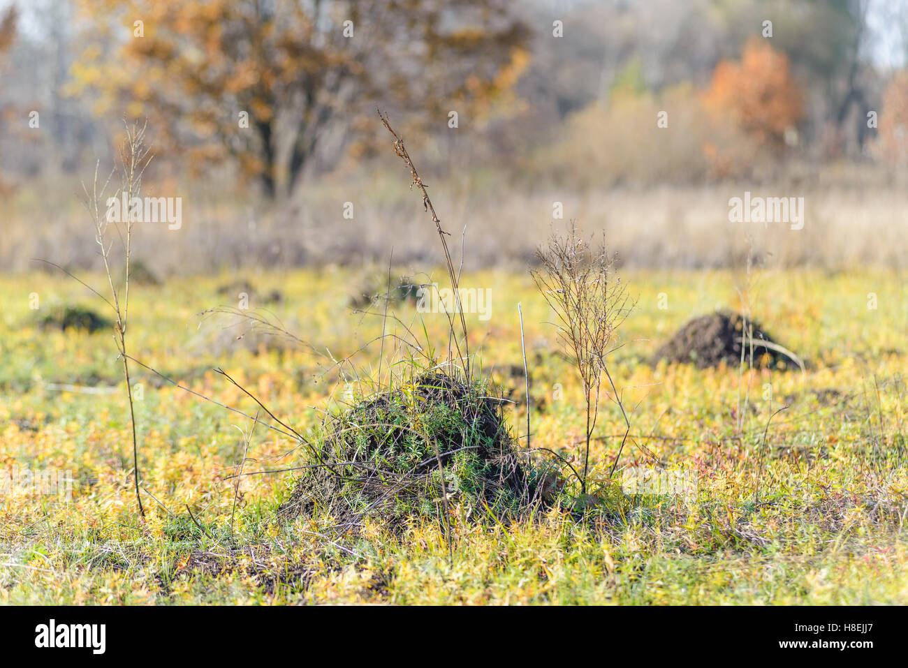 Earth clod hi-res stock photography and images - Alamy