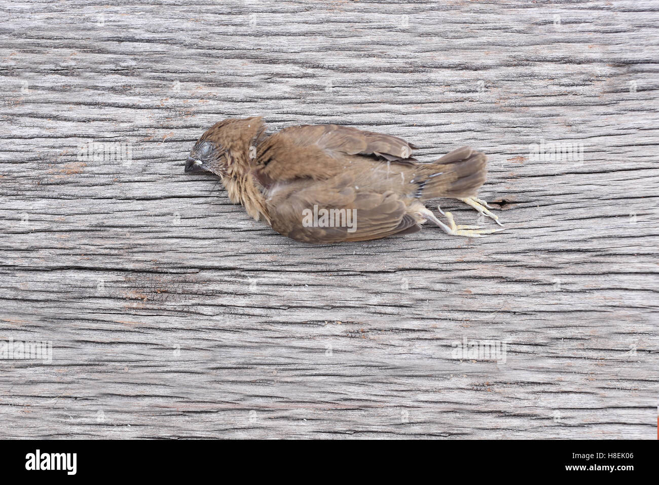 Dead bird on the wooden floor Pollution from a factory Industry ...