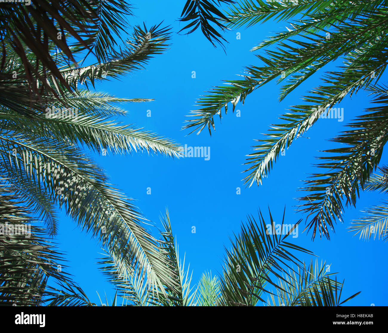 Date palm tree branches hi-res stock photography and images - Alamy