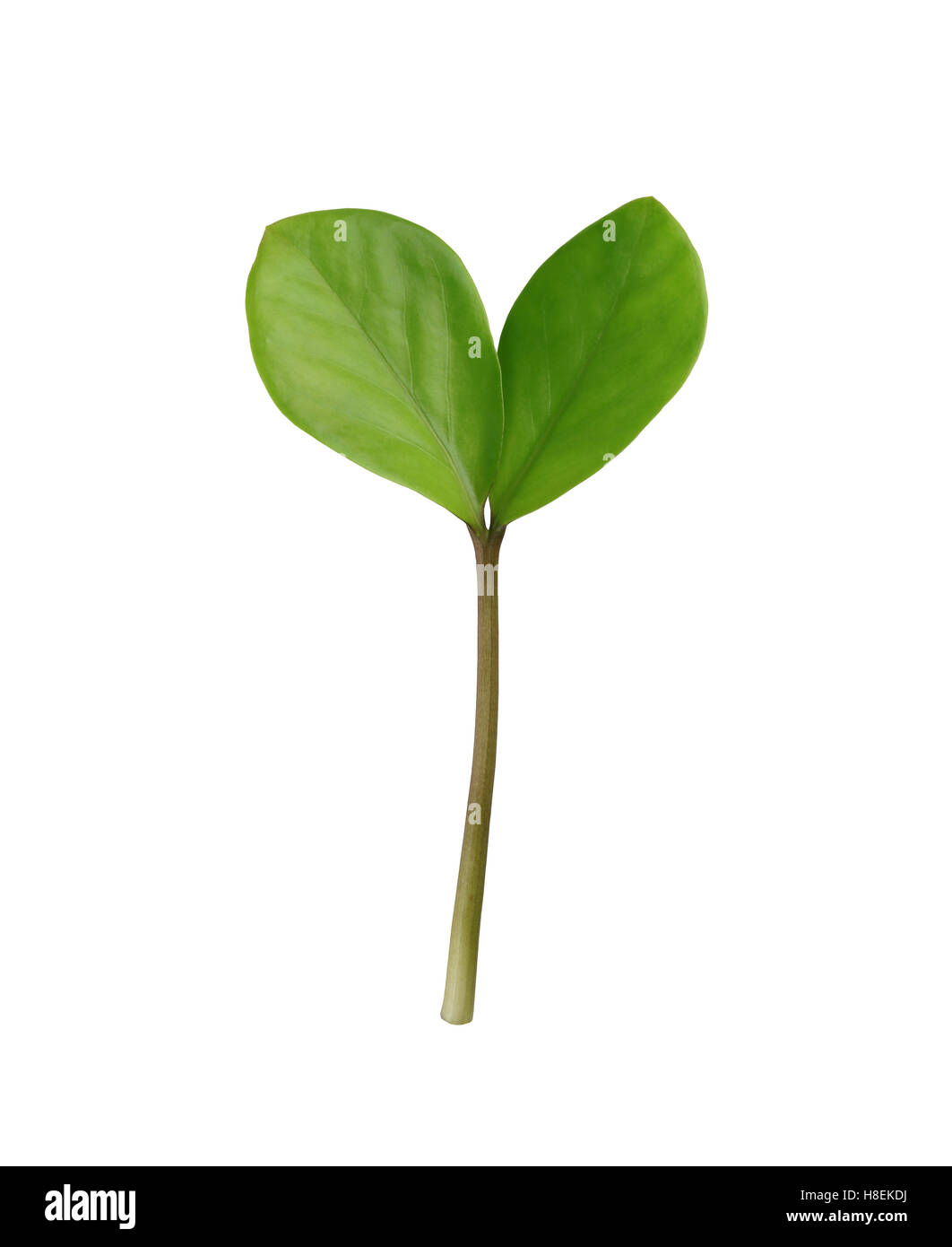 Green sprout tree isolated on white background and have clipping paths ...