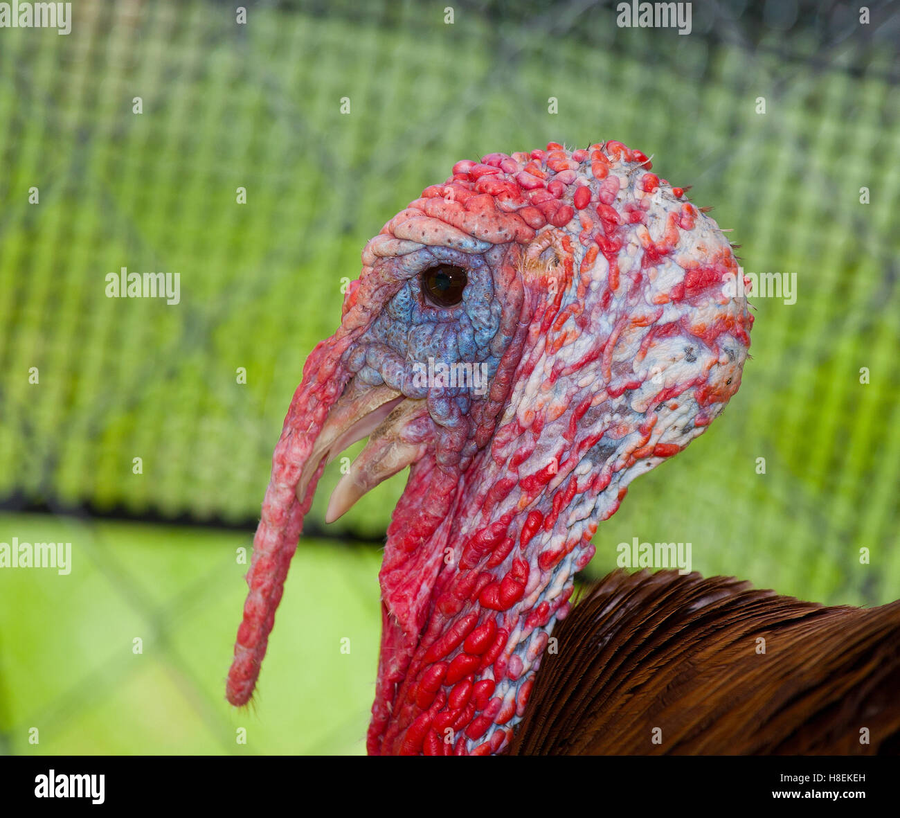Head photo of a domestic turkey with its mouth open Stock Photo - Alamy