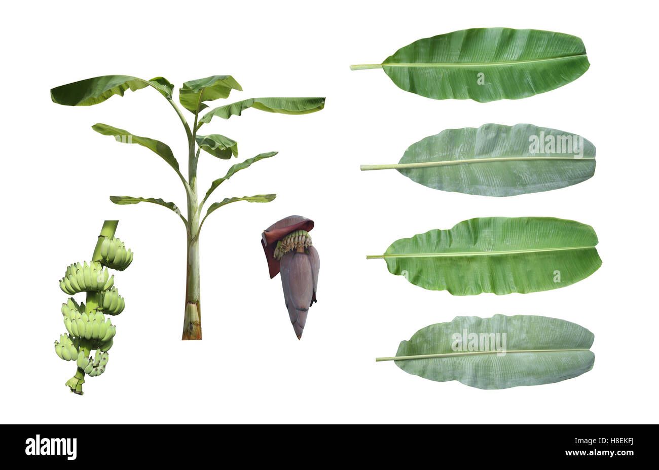 Set of banana tree isolated on white background and have clipping paths ...