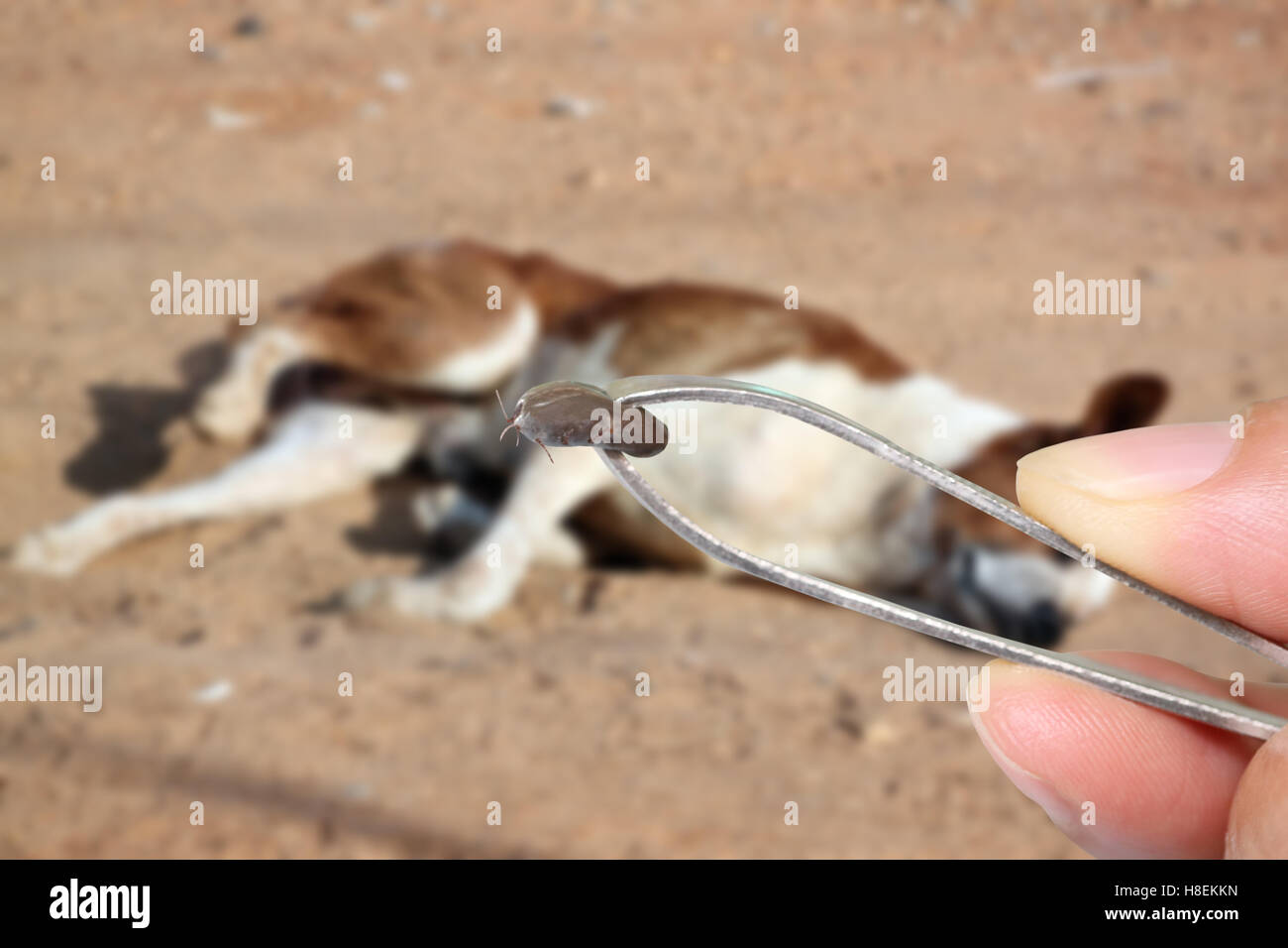 Big Ticks of a dog,tweezers to clamp a big tick dog Stock Photo - Alamy