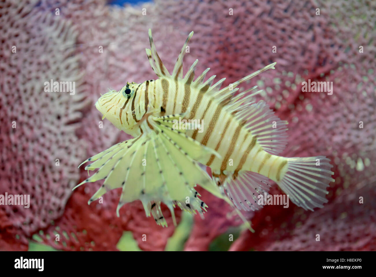 Tropical Devil firefish or Lionfish the name common are swimming in ...
