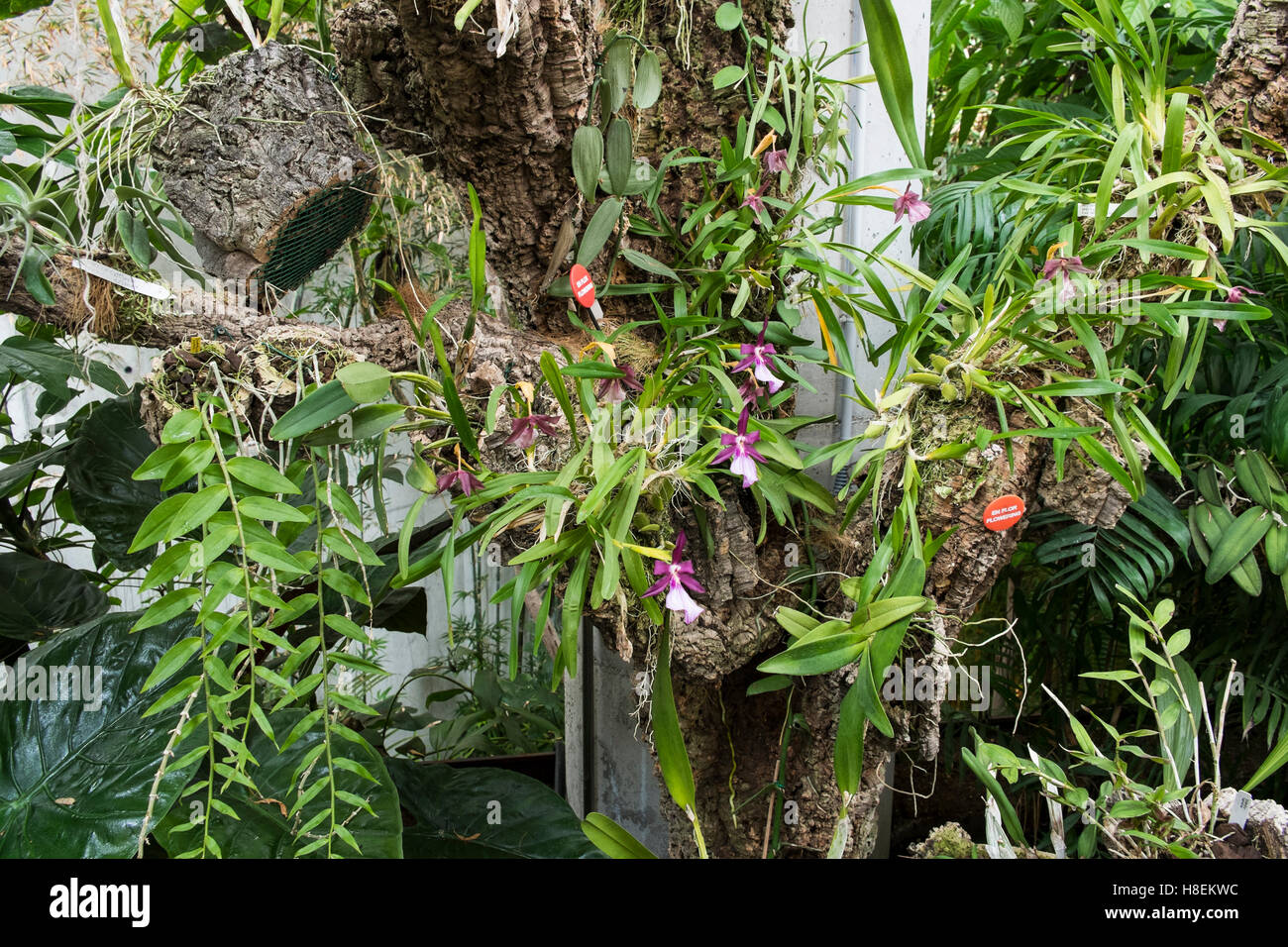 Orchidarium hi-res stock photography and images - Alamy