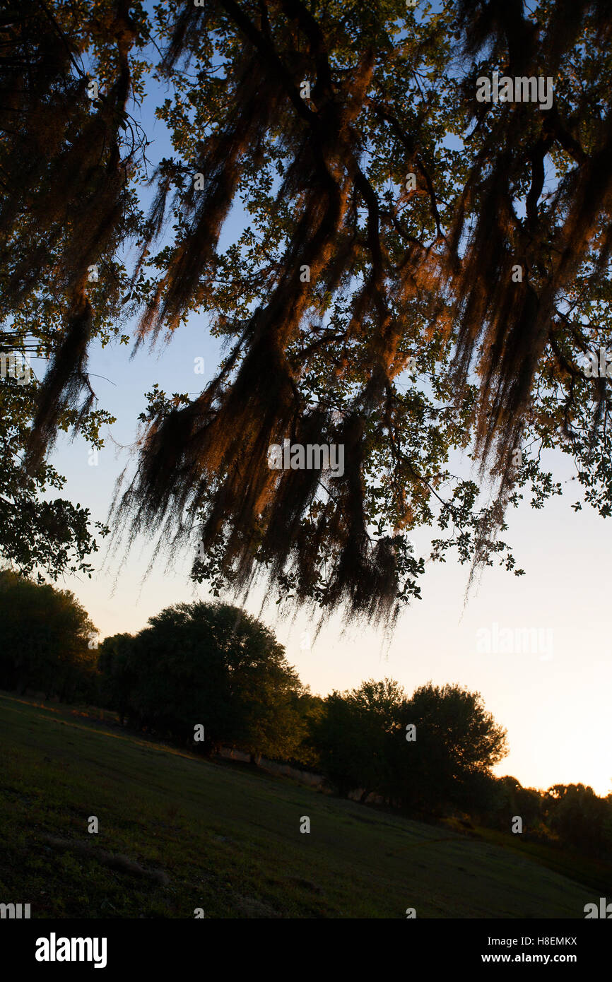 Moss strands hi-res stock photography and images - Alamy