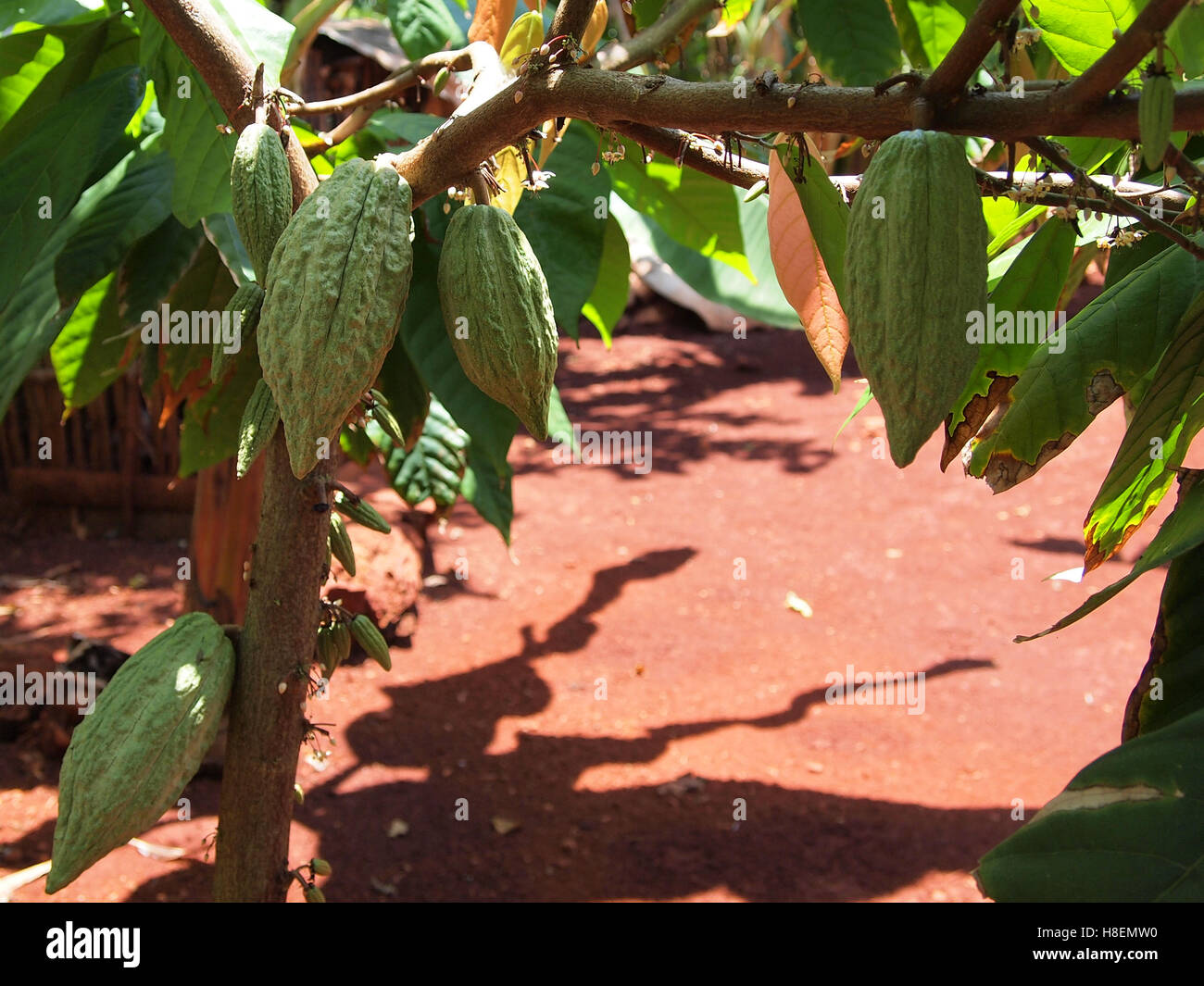 Cacoa tree hi-res stock photography and images - Alamy