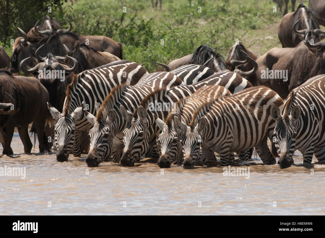 Wildebeeste and zebra migration hi-res stock photography and images - Alamy