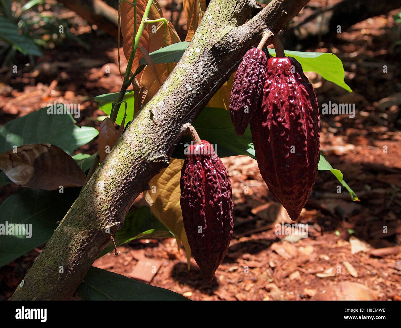 Cacoa Tree High Resolution Stock Photography and Images - Alamy