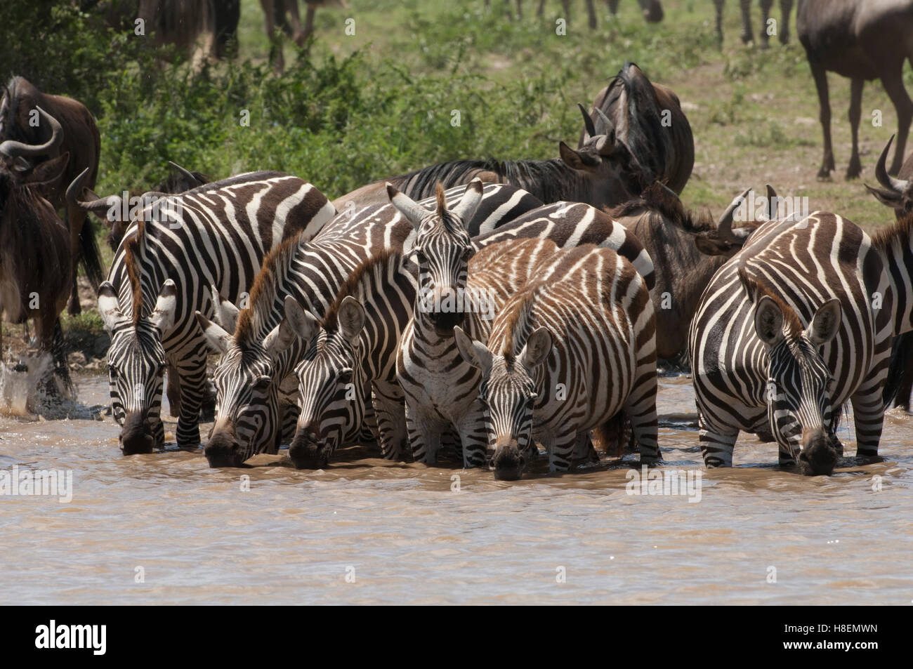 Wildebeeste And Zebra Migration High Resolution Stock Photography and ...