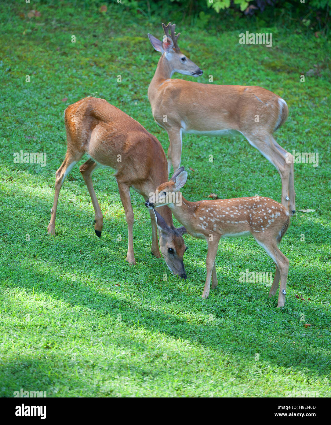 Fawn, buck and doe whitetail together on a grassy field Stock Photo - Alamy