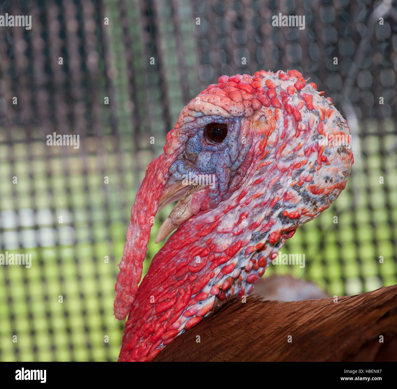 Male turkey profile hi-res stock photography and images - Alamy