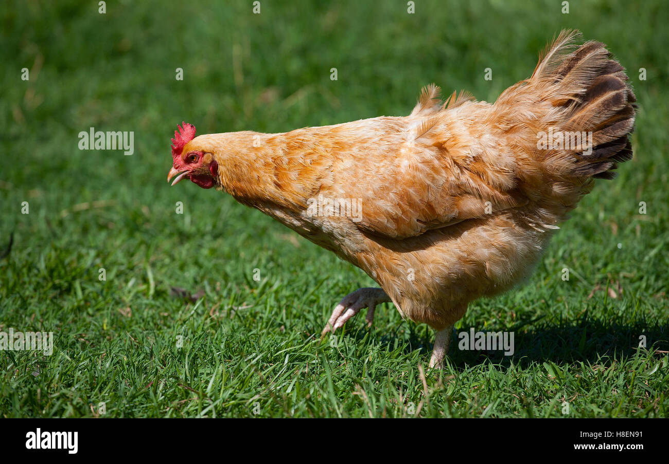 Orange chicken hen stretched out while walking on the grass Stock Photo ...