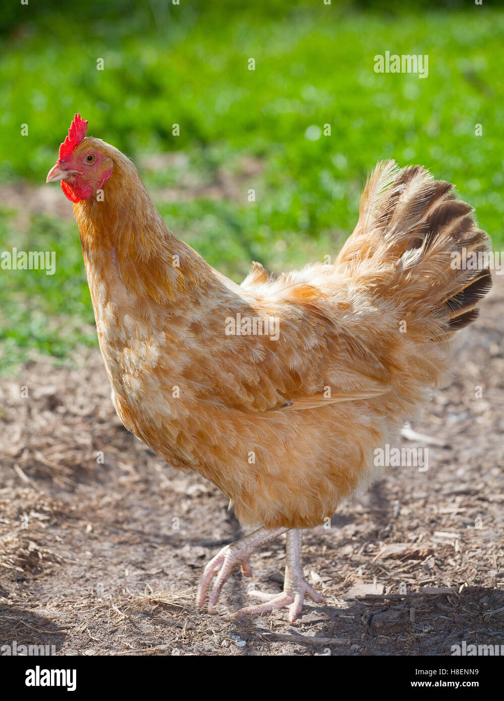 Chicken that is standing on a field of dirt and grass Stock Photo - Alamy