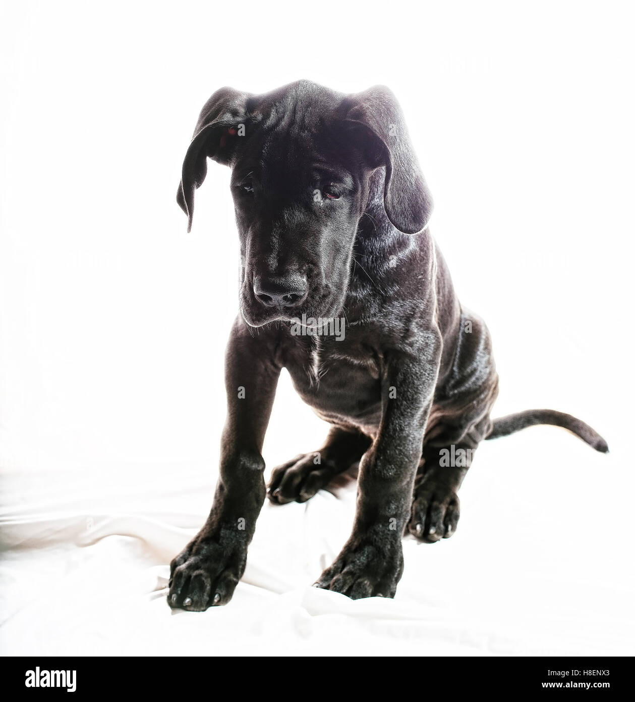 Sad great dane hi-res stock photography and images - Alamy