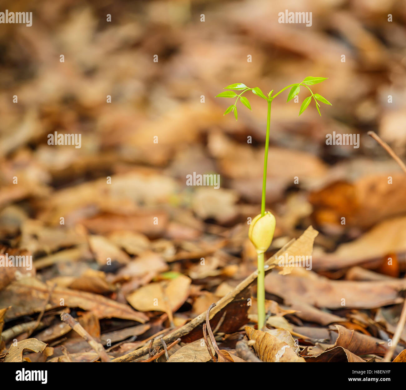 Seeds germinate in the wild Stock Photo - Alamy