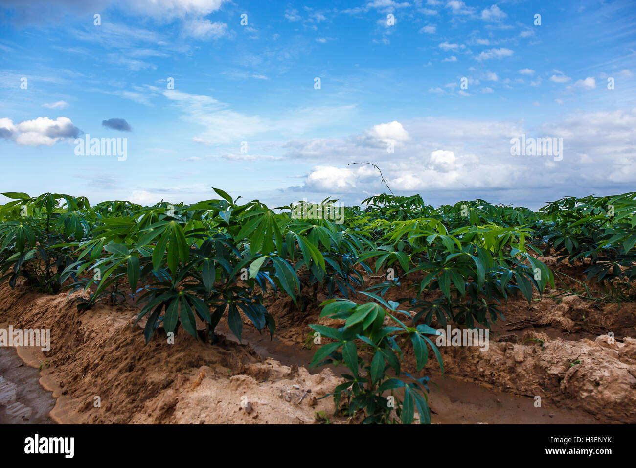Cassava tree in farm at Thailand Stock Photo - Alamy