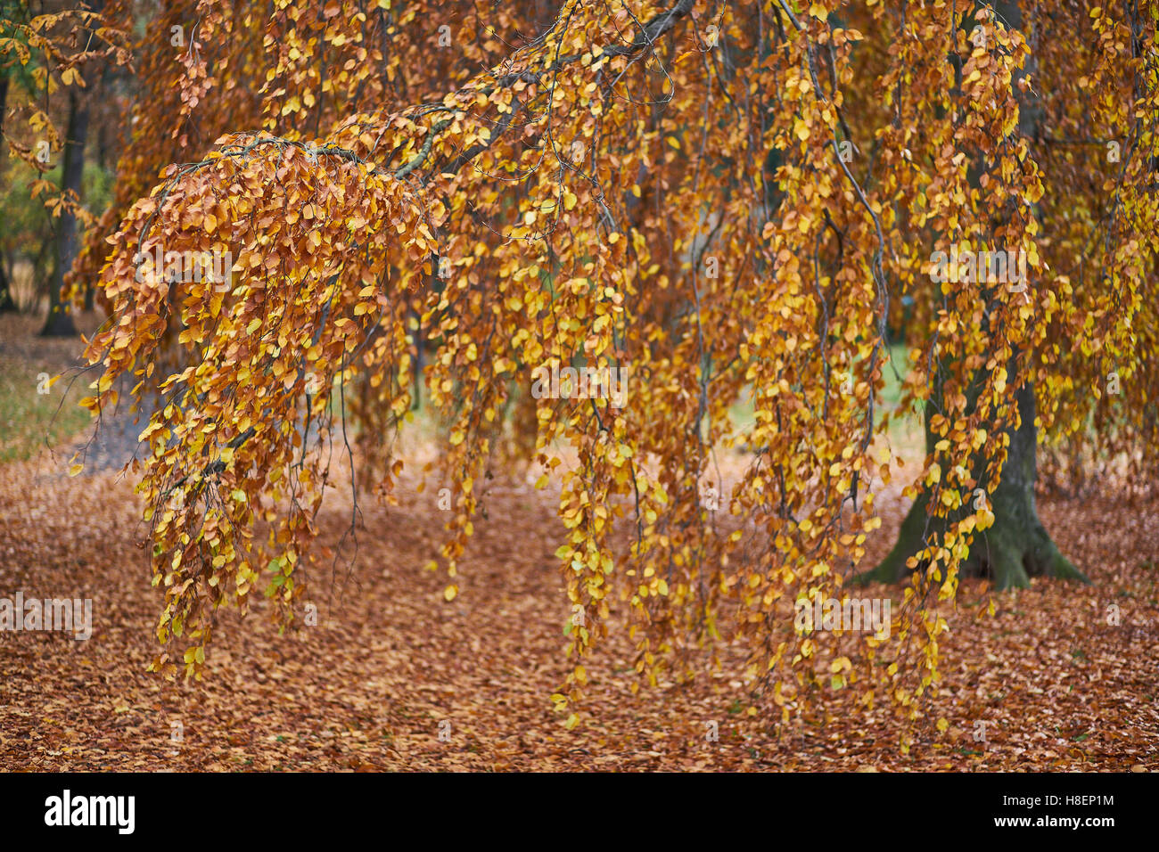 Old beech tree trees turning yellow in autumn Fagus sylvatica Stock ...