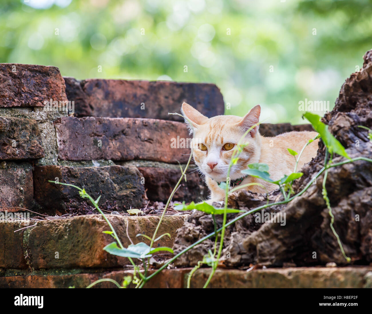 Cat on old brick wall Stock Photo - Alamy