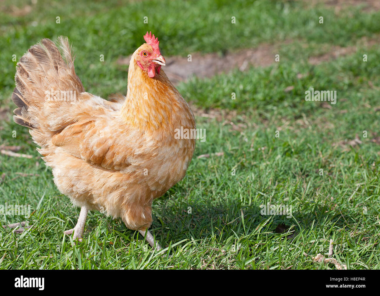 Orange chicken hen that seems to be full of herself Stock Photo - Alamy