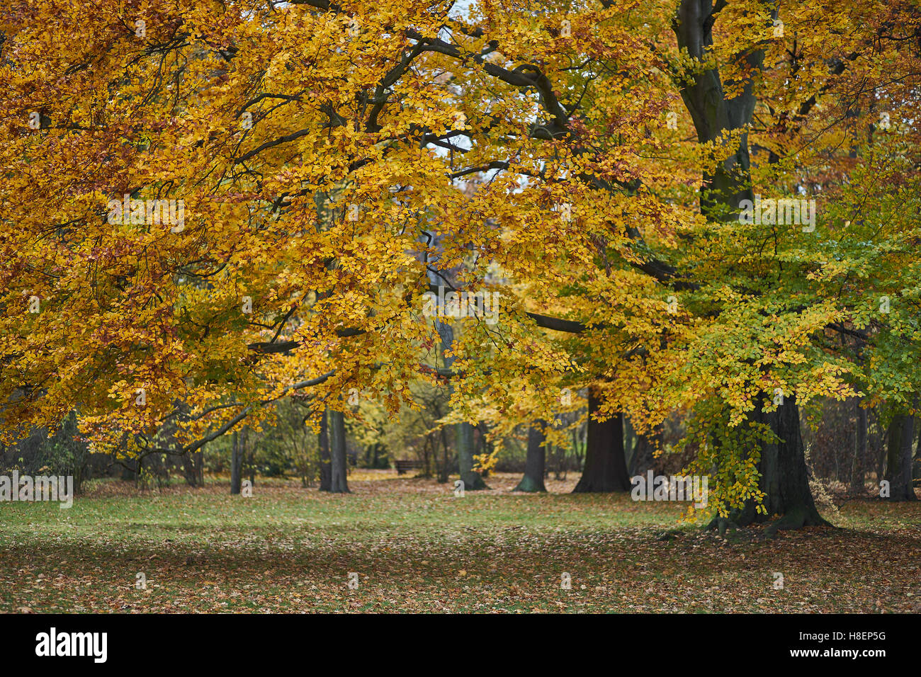 Old beech tree trees turning yellow in autumn Fagus sylvatica Stock ...
