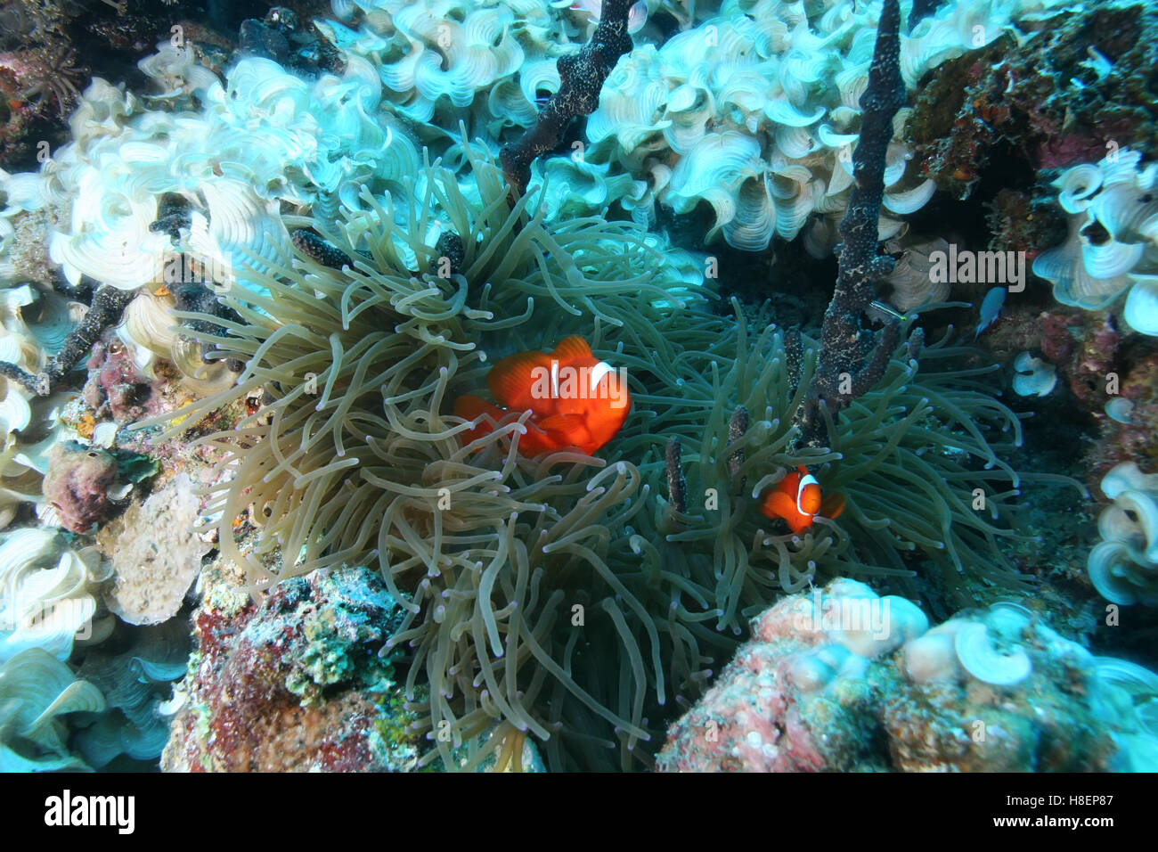 coral life diving Papua New Guinea Pacific Ocea Stock Photo - Alamy