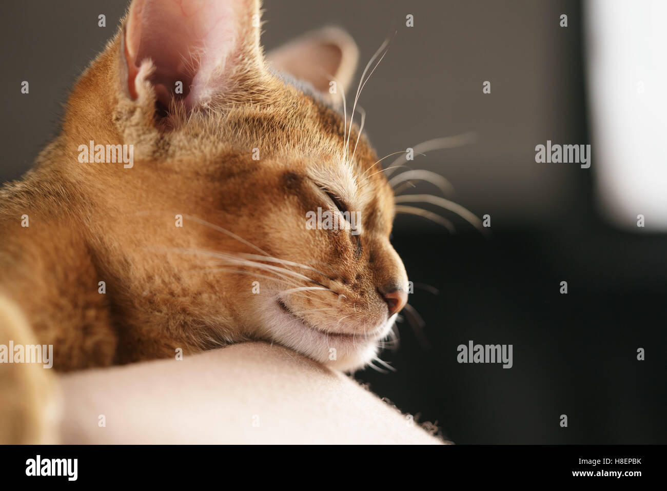 Purebred sleepy abyssinian kitten resting in hat Stock Photo - Alamy