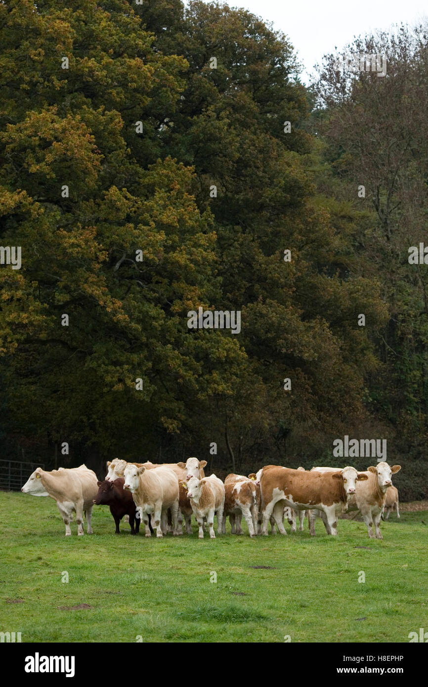 Simmental cattle hi-res stock photography and images - Alamy