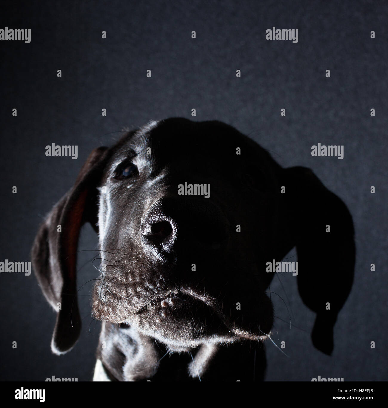 Black great Dane puppy with a stern look at the camera Stock Photo - Alamy