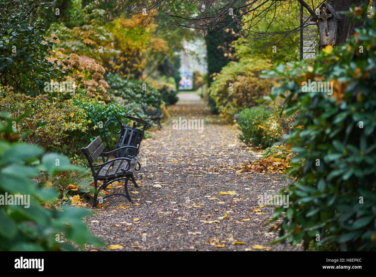 Autumn silence emptiness loneliness Botanical gardens at fall Wroclaw ...
